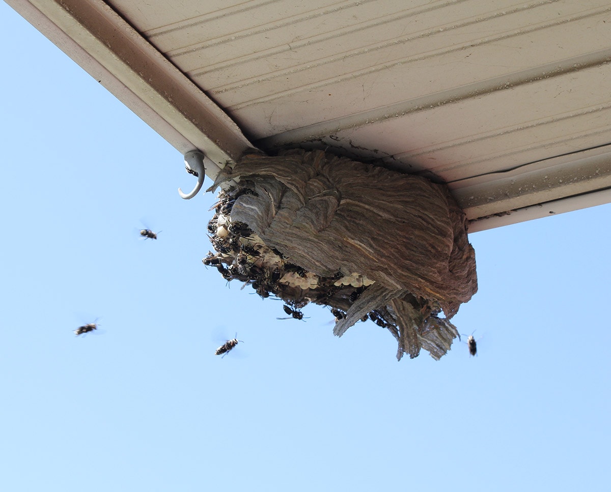 Dangerous Pests Around The World - Pestend Pest Control Mississauga