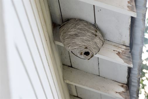 How To Identify Bee And Wasp Nests - Pestend Pest Control Mississauga
