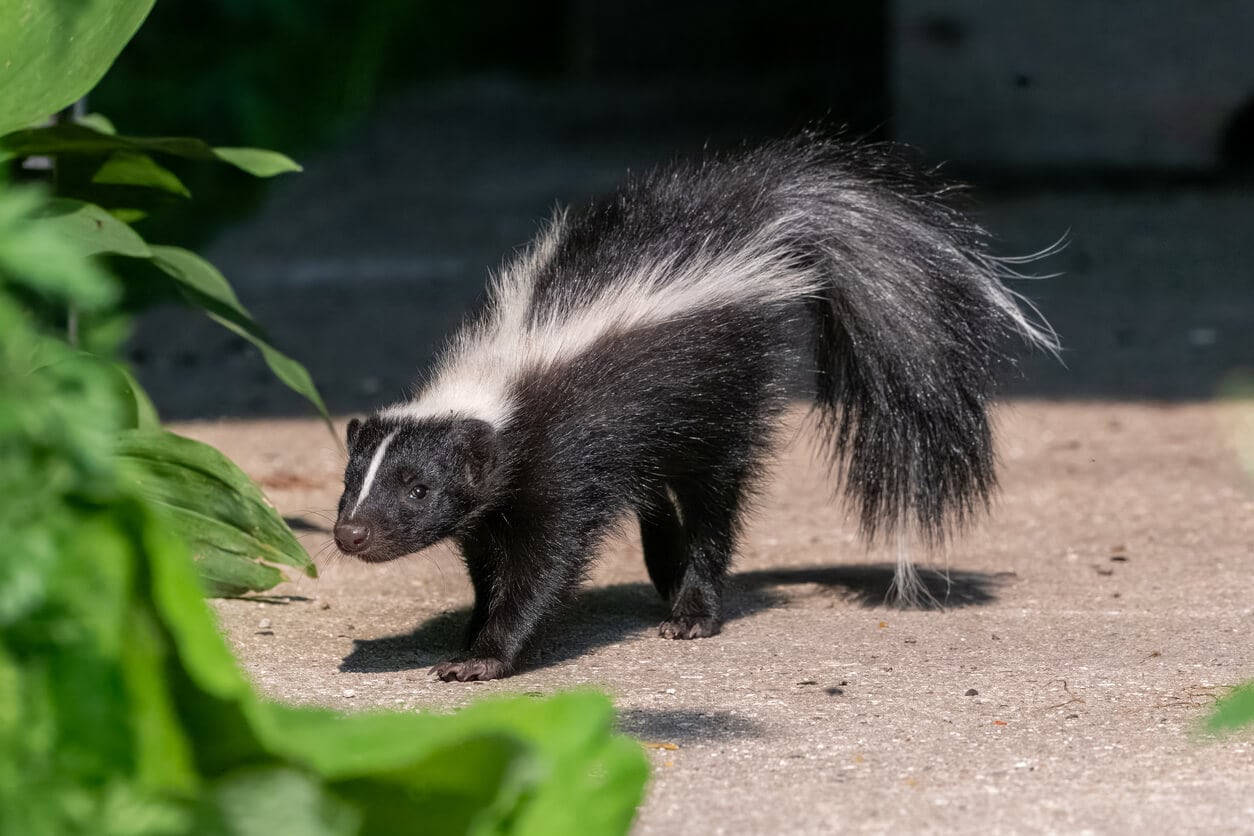How to Get Rid of Skunks in Your Yard